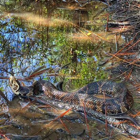 Water Moccasin Nest Underwater