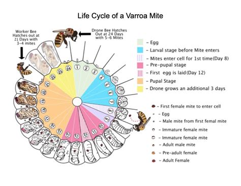 Bird Mites Life Cycle You Might Have Mites On Your Backyard Chickens