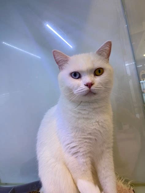 터키쉬앙고라 여름 요크셔테리어무료입양사이트 웰시코기무료입양사이트 이탈리아그레이하운드무료입양사이트 치와와무료입양사이트 코카스파니엘무료입양사이트 폼스키무료입양사이트 폼치무료입양