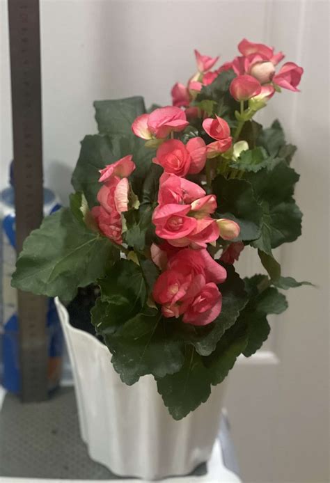 Барын чих цэцгийн онлайн дэлгүүр ХАЙТАН ҮНЭ 50К цэцгийн өндөр 45см БЭЛГЭДЭЛ АЧ ХОЛБОГДОЛ 🌹