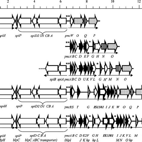 Bacteriocin Cluster And Regulatory Components In S Pneumoniae Strains Download Scientific