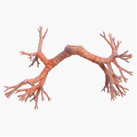 Human Bronchi 3d Model 29 3ds Blend C4d Fbx Ma Obj Max Free3d
