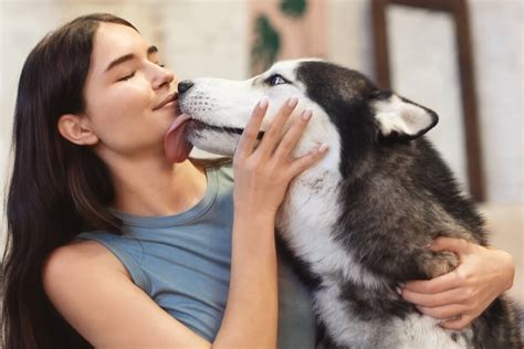 犬が飼い主の顔を舐めるのは愛情表現？舐めてくる部位によって変わる愛犬の心理とは｜わんこラボ
