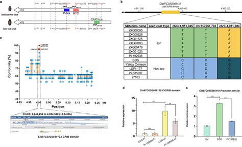 Candidate Gene Analysis A In Silico Bsa Delimited The Scc Locus To A
