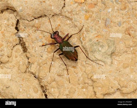 Cylindera Germanica German Sand Beetle German Sand Beetle Other