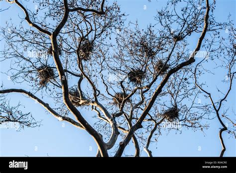 Pictures Of Bird Nests In Trees At Cecil Messer Blog
