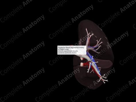Posterior Basal Segmental Artery Of Right Lung Complete Anatomy