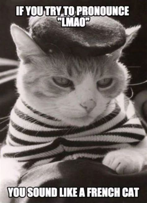 The Funniest Posts For Fans Of Cats On Catnip By All Of You