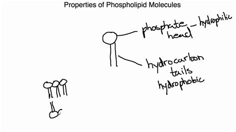 Phospholipid Drawing