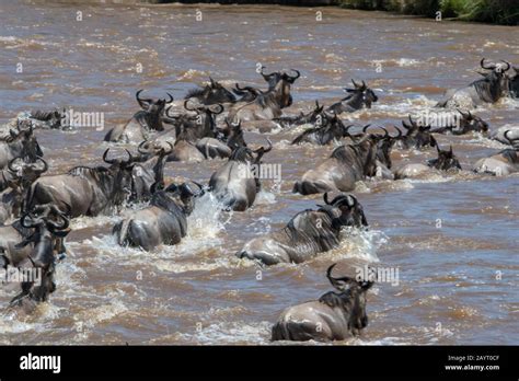 Wildebeests Also Called Gnus Or Wildebai Crossing The Mara River In