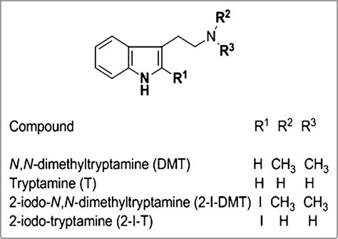 Dimethyltryptamine Molecule Structure