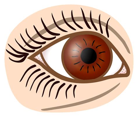 Brown Eyes Clipart 2000 Brown Eyes Illustrations Stock