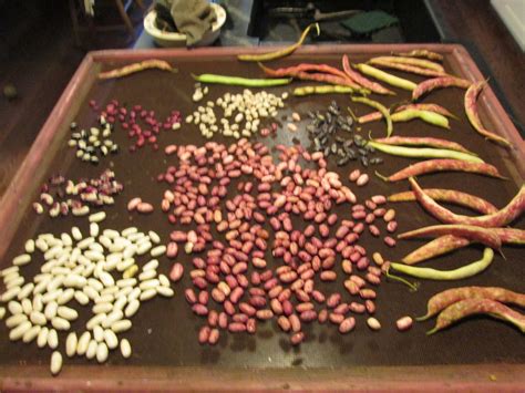 Are Bean Seeds Edible Laidback Gardener