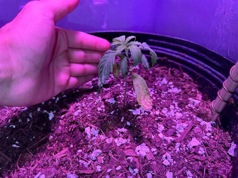 Any Help I Dont Know What Im Doing Wrong Rcannabisgrowers