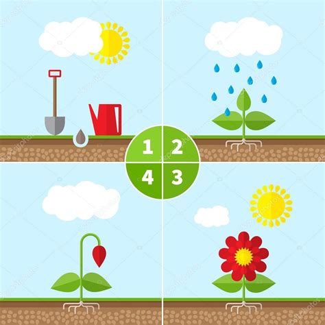 Lista 18 Foto Fases Del Crecimiento De Una Planta Actualizar