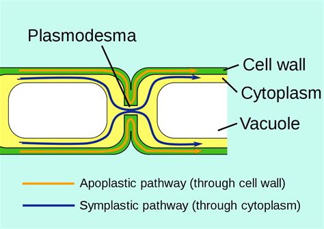 Parenchyma Tissue Characteristics Structure Types Functions Biology Notes Online