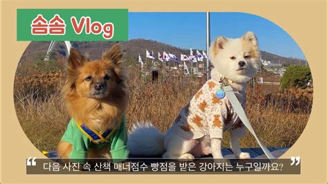 하이솜솜 두부눈나랑 반려견놀이터 데이트 어린 강아지 기강 잡는 꼰댕 도솔공원 산책 천안천 산책로 산책 산책매너