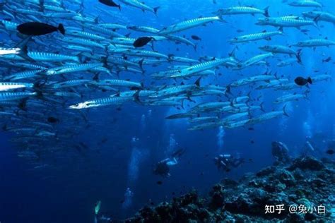 日本北海道惊现数千吨沙丁鱼尸体，海洋凶险程度堪比江湖纷争 知乎
