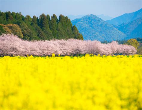 Kyushu Cherry Blossom Guide Best Spots For Viewing Sakura This Spring