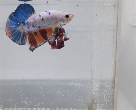 Nemo Candy Jual Big Sale Ikan Cupang Nemo Candy Cooper Di Lapak