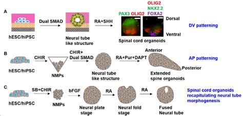 advances in dv patterning ap patterning and morphogenesis of neural