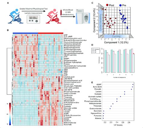 High Throughput Metabolomics Of Endurance Training In Elite Download Scientific Diagram