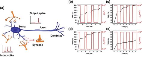 A Schematic Of The Structure Of A Biologic Neural Network And Lif