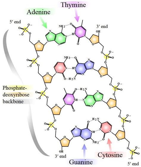 Nucleotide Molecule Structure