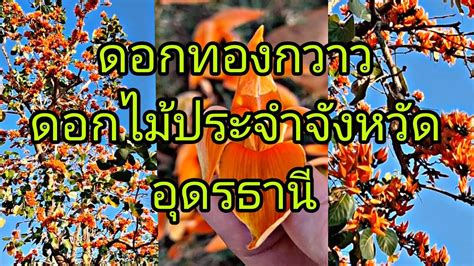 ดอกทองกวาวหรือดอกจานดอกไม้ประจำจังหวัดอุดรธานี เฉลิมฉลอง 131 ปี เมืองอุดรธานี Youtube