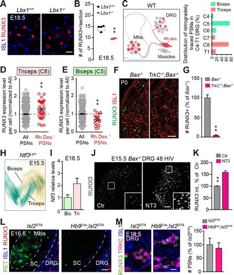 Muscle Selective Runx3 Dependence Of Sensorimotor Circuit Development Pmc