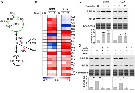 Figure 4 From Photosynthetic Assimilation Of Co2 Regulates Tor Activity