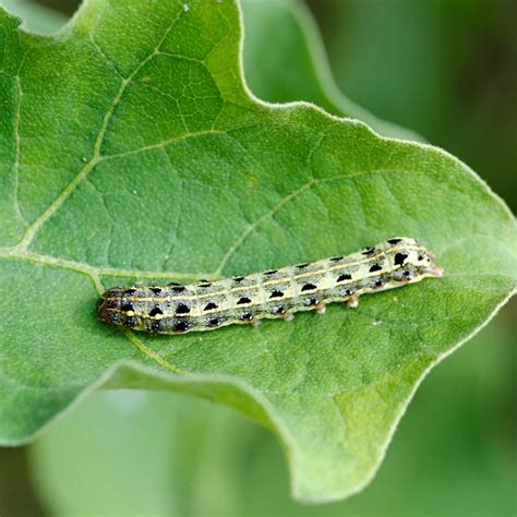 Green Cutworms