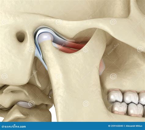 Tmj The Temporomandibular Joints Healthy Occlusion Anatomy Medically