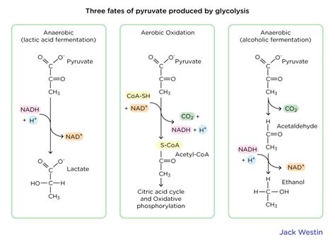Fermentation Anaerobic Glycolysis Glycolysis Gluconeogenesis And The
