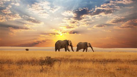 African Savanna Wallpapers Wallpaper Cave