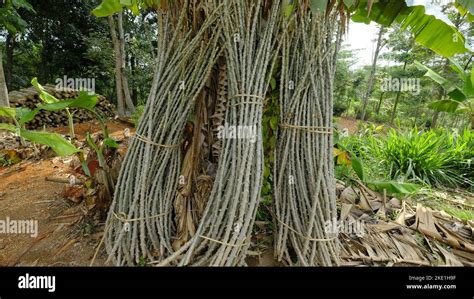 Cassava Stems For Planting Cassava Can Grow By Sticking Its Stems Into