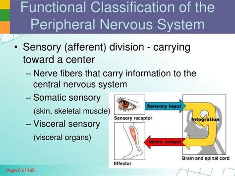 Functional Classification Of The Nervous System Pregnancy Informations