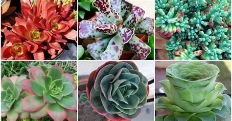 Tipos De Suculentas Que Quedar N Hermosas En Tu Hogar Plantas