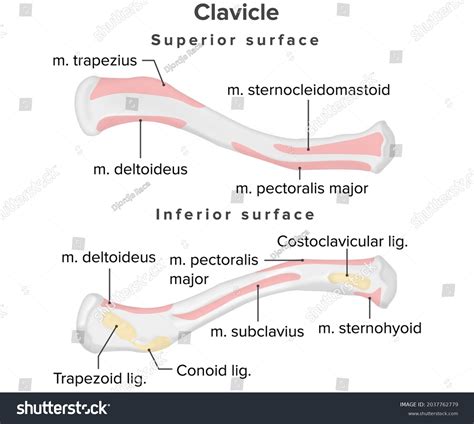 Clavicle Muscle Attachments Insertion Sites Of The Muscles Attached To