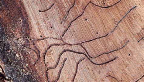 How Can You Save A Tree From Termites