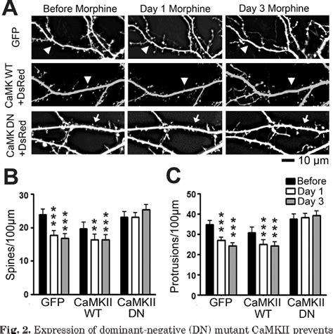 Figure 2 From Differential Modulation Of Drug Induced Structural And