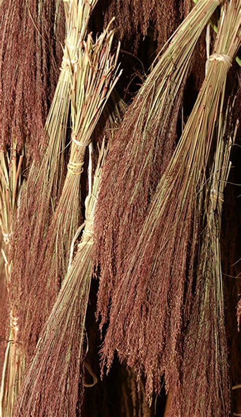 Ruby Silk Grass Lovejoy Farms