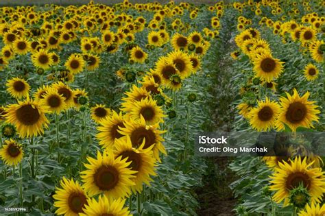 해바라기는 큰 들판에서 자랍니다 여름철까지 해바라기의 멋진 전경 필드 푸른 하늘 아래 들판에있는 멋진 노란 해바라기의 긴 줄 검은 해바라기 씨앗 0명에 대한 스톡 사진 및