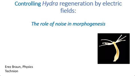 Em Noise Exposes Secrets Of Hydra Regeneration A Fusion Of Physics And