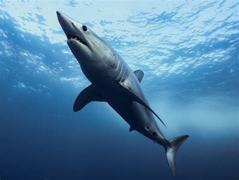 Mako Shark Images Captivating Underwater Graphics For Inspiration