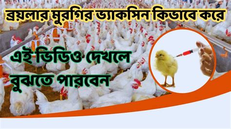 ব্রয়লার মুরগির ভ্যাকসিন কিভাবে করে। এই ভিডিও দেখলে বুঝতে পারবেন। Youtube