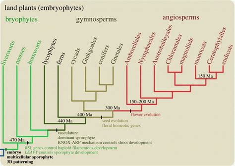 Kingdom Plantae Taxonomy 3 Santa Monica Bay Audubon Society Blog