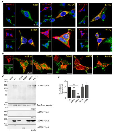 Cellular Localization Of Adam17 Variants A Representative
