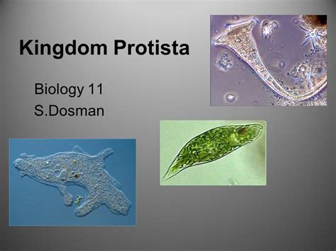 Kingdom Protista Diatoms Apa Perbedaan Monera Dan Protista