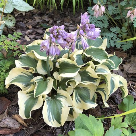 Hosta Mini Skirt Buy Hostas Perennials Online